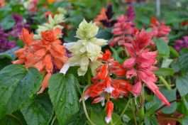 Salvia Vista Mix | Gertens Garden Center