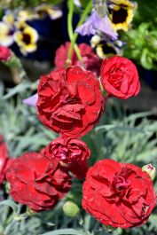 Scent First Passion Dianthus | Gertens Garden Center
