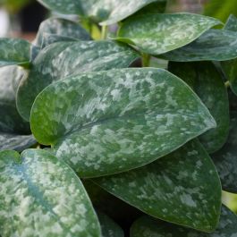 Scindapsus pictus 'Silver Splash' | Gertens Garden Center