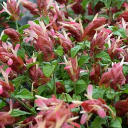 Justica, Braid, Shrimp Plant | Gertens Garden Center