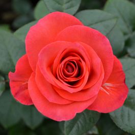 Smokin' Hot Rose | Gertens Garden Center