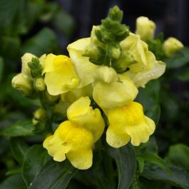 Snapdragon Candy Tops Yellow | Gertens Garden Center