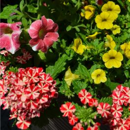 Sun Combo With Geraniums | Gertens Garden Center