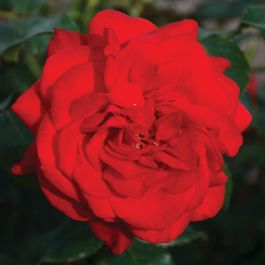 Super Hero Rose | Gertens Garden Center