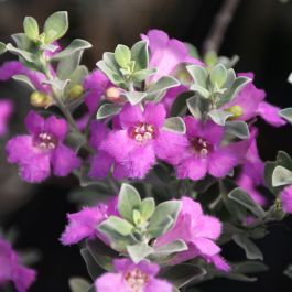 Leucophyllum, Texas Sage, Standard Trunk | Gertens Garden Center