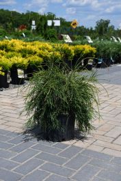 Thuja, Arborvitae 'Weeping Threadleaf' | Gertens Garden Center