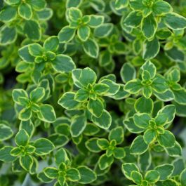 Herb, Lemon Thyme | Gertens Garden Center