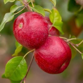 Malus, Apple 'Triumph®' | Gertens Garden Center