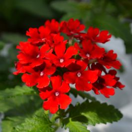 Verbena Firehouse Red | Gertens Garden Center