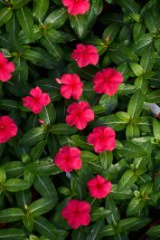 Vinca Blockbuster Punch | Gertens Garden Center