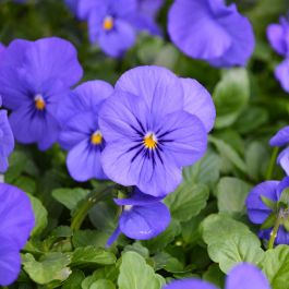 Viola Penny Deep Blue | Gertens Garden Center