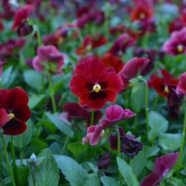 Viola Penny Red With Blotch | Gertens Garden Center