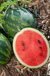 Citrullus, Watermelon 'Mini Love' | Gertens Garden Center