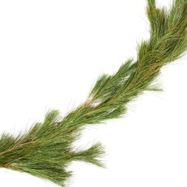 Fresh Garland White Pine Roping, 25 Foot | Gertens Garden Center
