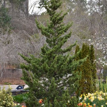 Evergreen Trees | Gertens | Gertens Garden Center