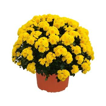 Fundraising - Fall Mums