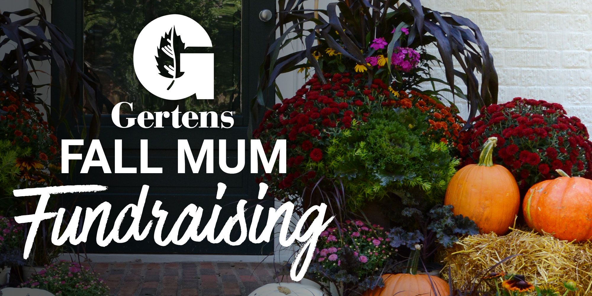Fundraising - Fall Mums