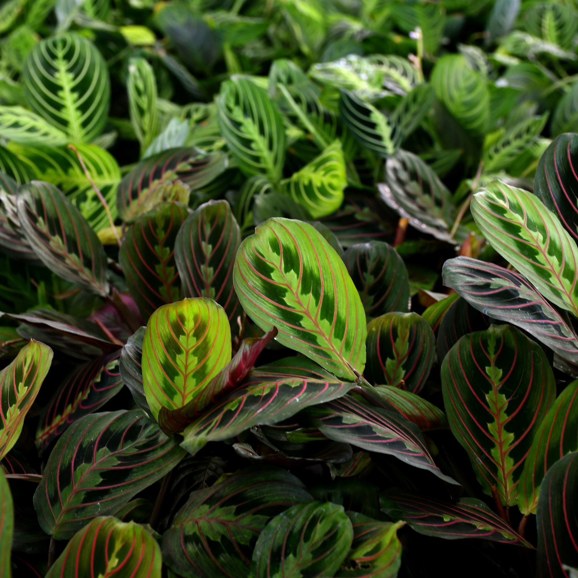 Gertens Garden Center | Home | Gertens Garden Center