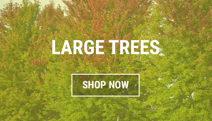 Trees & Shrubs | Gertens
