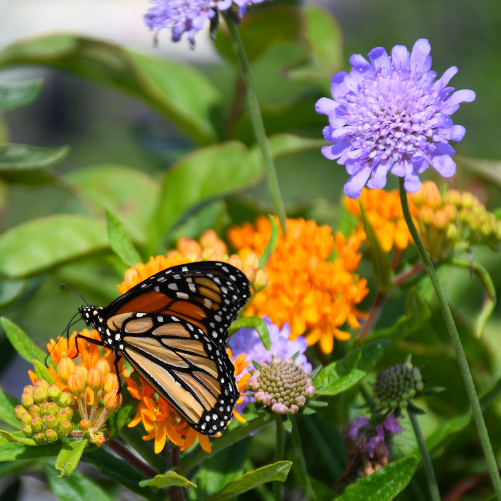 Gertens Garden Center | Home | Gertens Garden Center