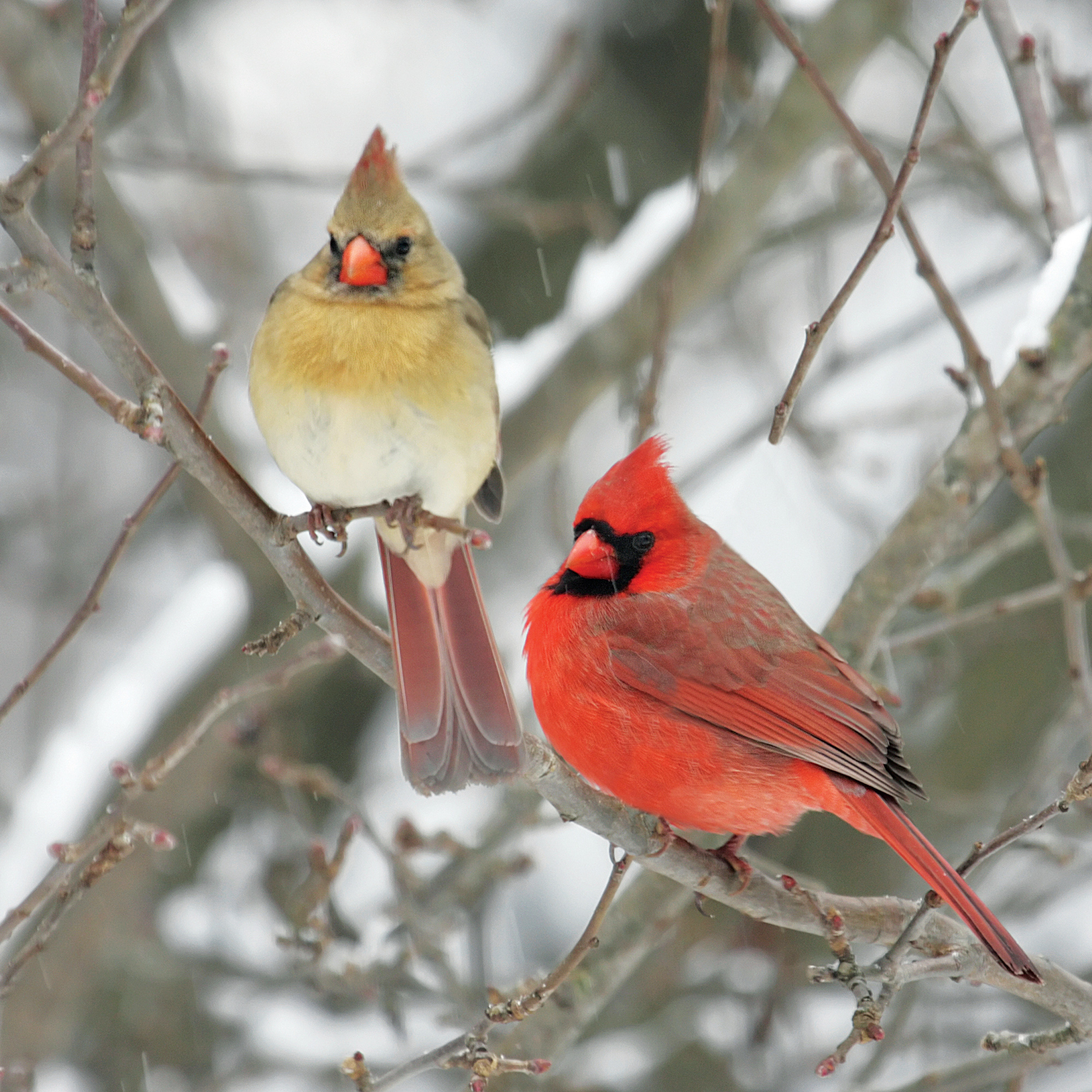 Gertens Garden Center | Home | Gertens Garden Center