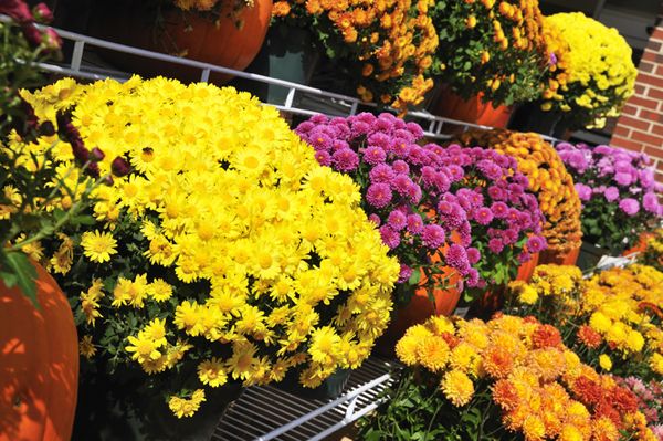 How To - Fall - Best Colorful Annuals to Plant in the Fall | Gertens ...