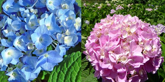 How To - Growing Shrubs and Vines - Information on Gertens’ Hydrangea ...