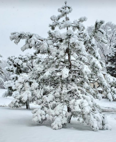 THE GARDEN SCOOP: Snow, Drought and Trees | Gertens Garden Center
